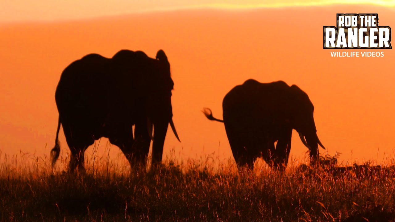Elephants At Sunrise: Gentle Giants Awakening In The African Dawn