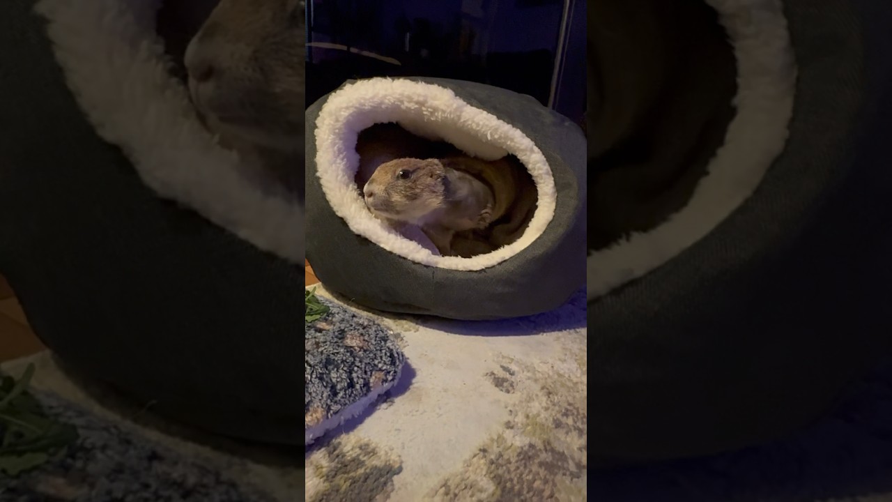 Paxton recovers well from the vet and no longer wears a bandage