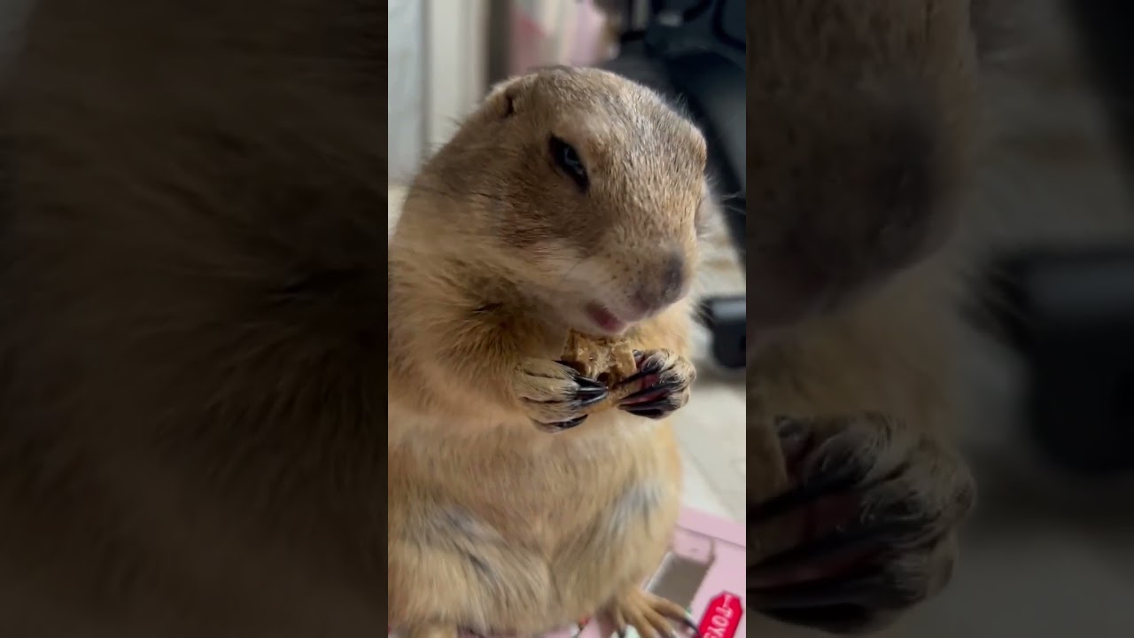 Prairie Dog Advent Calendar Fun with Poppy
