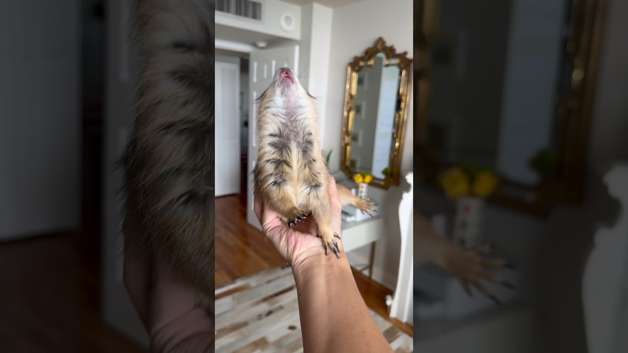 Prairie Dog ASMR with Poppy