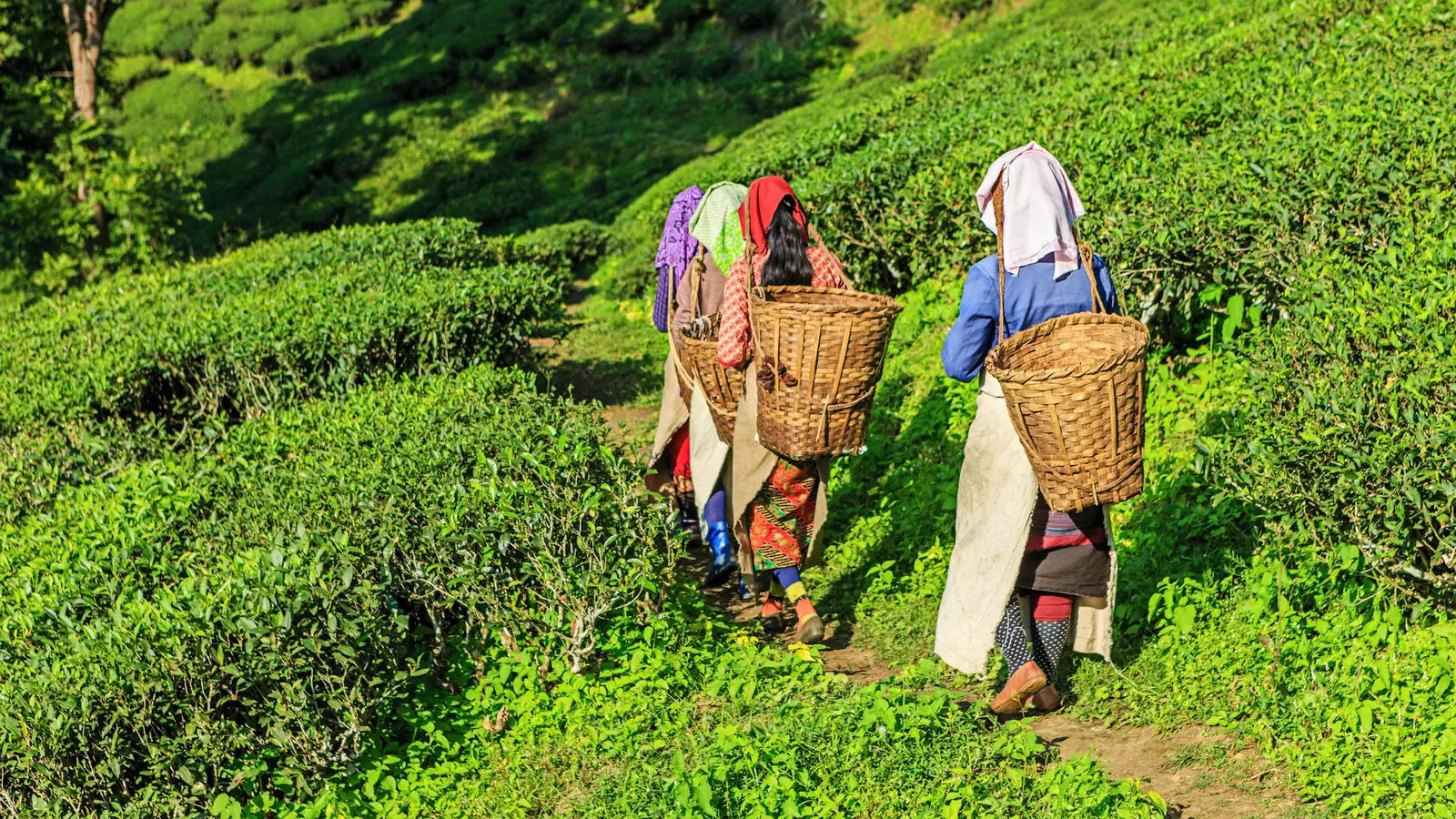 Tea growers seek minimum sustainable price for their produce