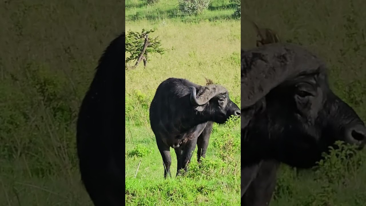 Grumpy Buffalo Bulls Caught on Camera in the Maasai Mara