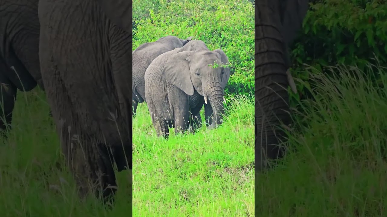 Must-See Elephants Graze Majestically on African Savanna