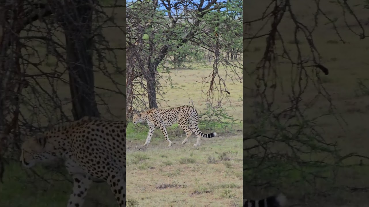 The Art of Speed—A Rare Glimpse into the Cheetah's Grace