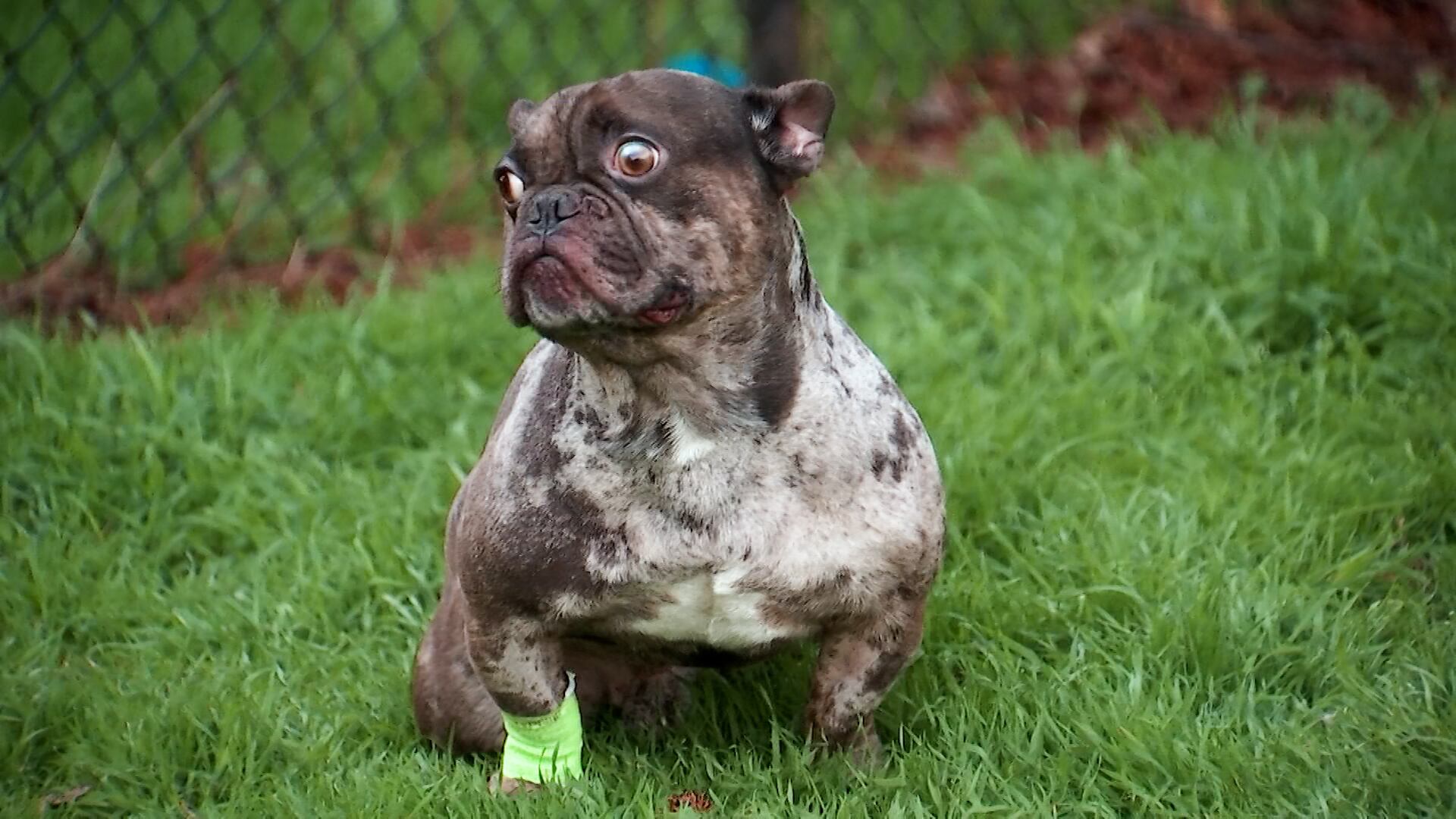 Metro Atlanta pet owner claims groomer mishap paralyzed dog