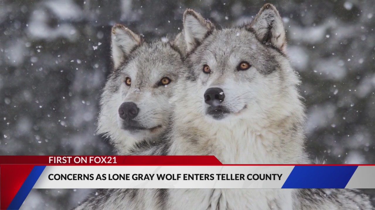 Ranchers on edge as gray wolf spotted in Southern Colorado