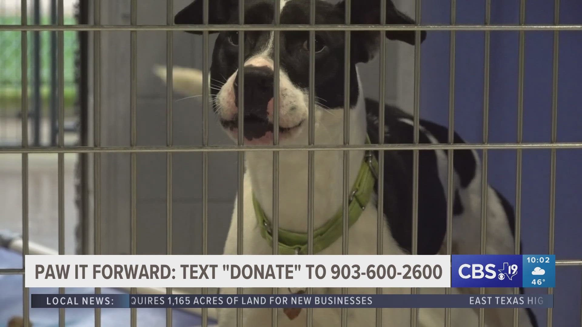 The best of CBS19's Paw it Forward