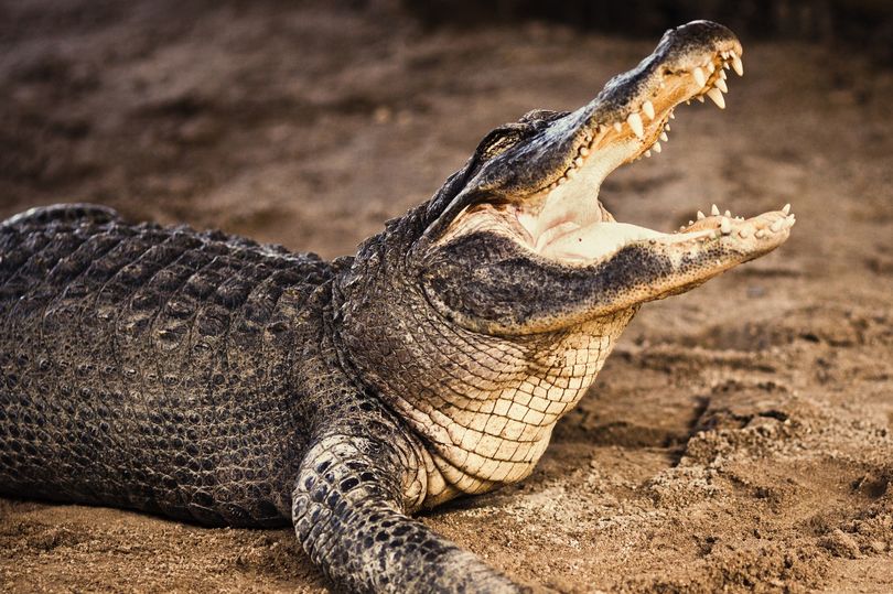 Alligators, crocodiles and deadly vipers among dangerous animals kept ...