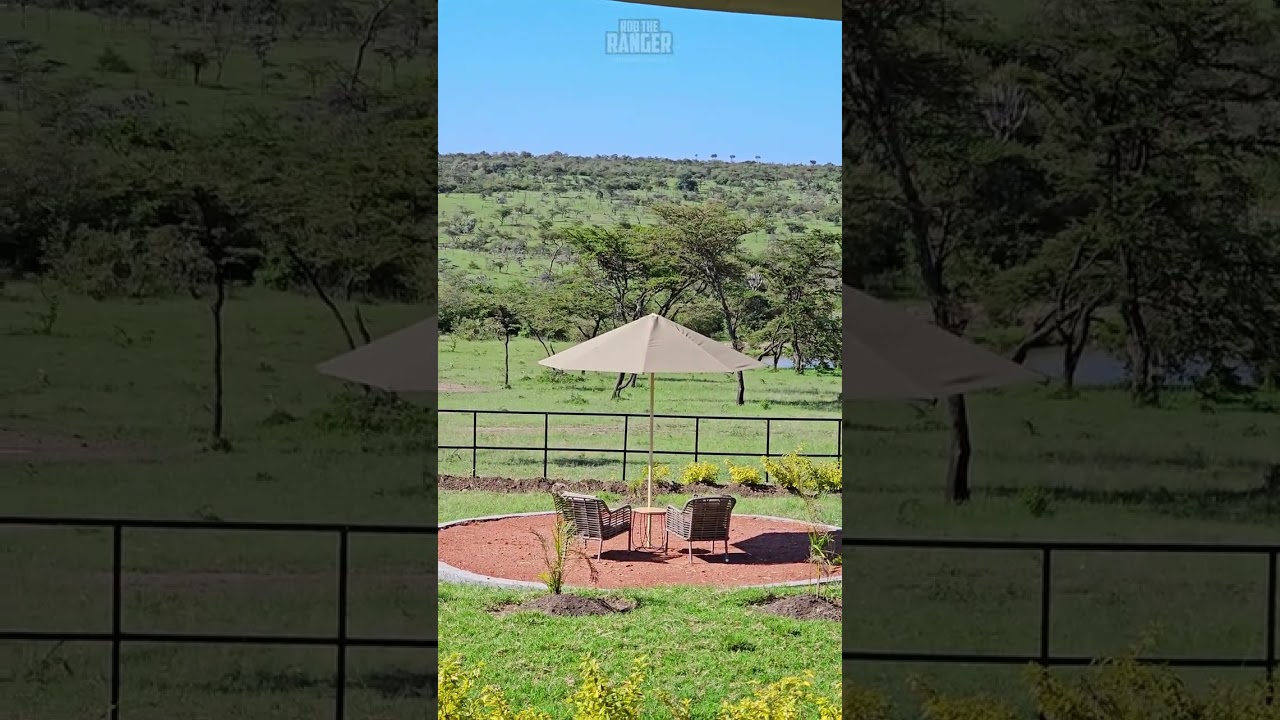 Zebra Invasion at Camp Wild on Your Doorstep