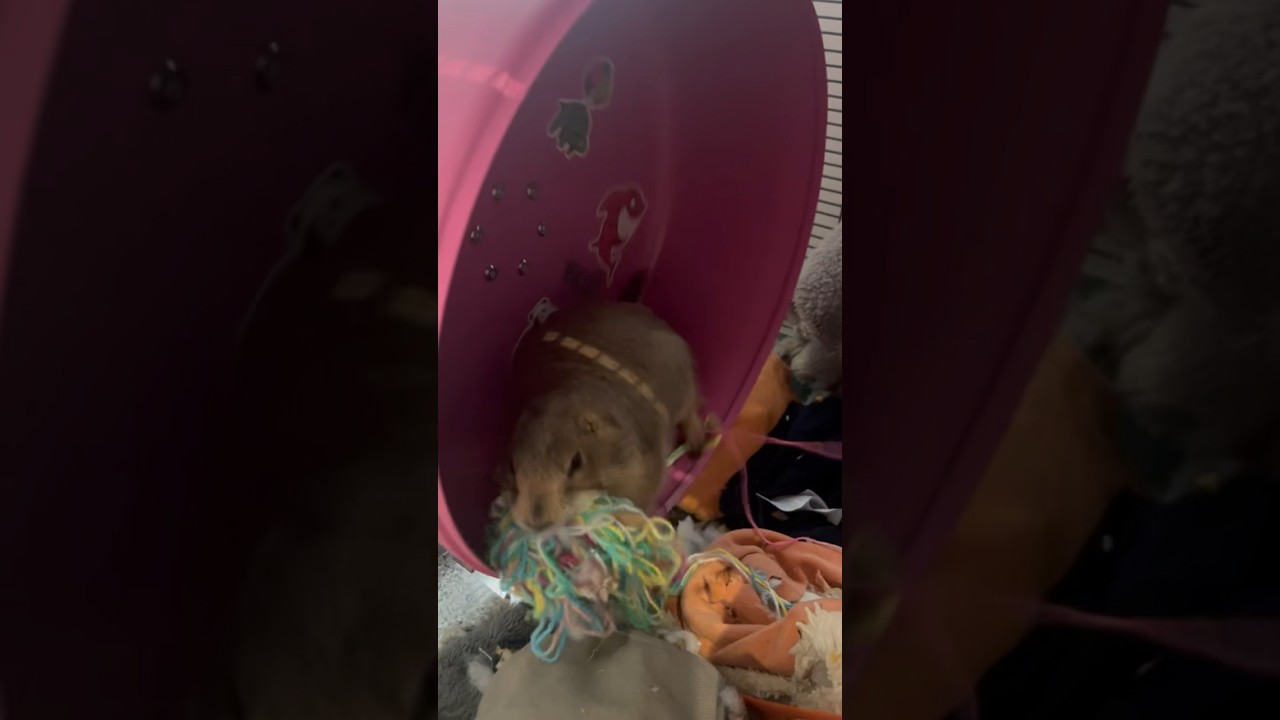 Poppy the Prairie Dog: Knitting on the Run