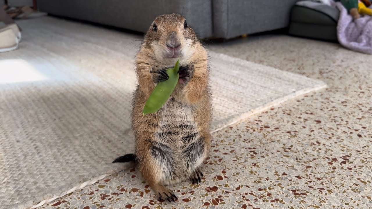 Breakfast Time with Poppy the Prairie Dog