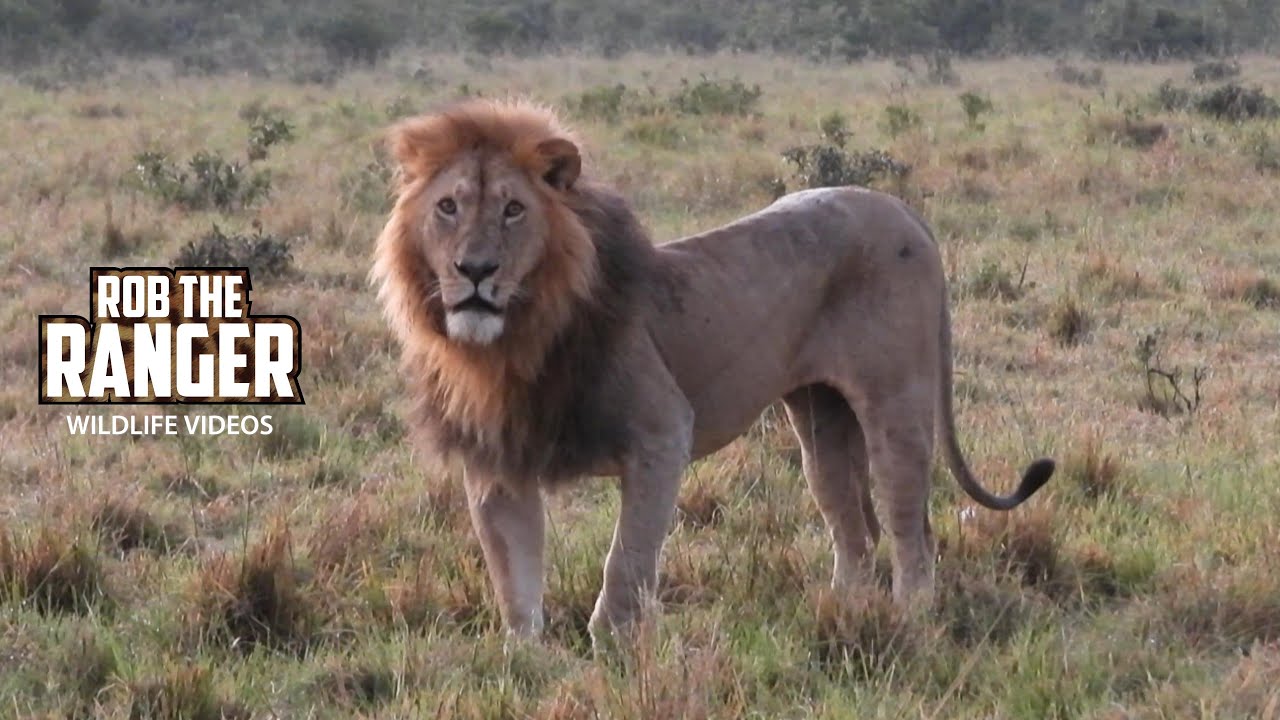 Limping lion appears at sunrise on Lalashe Mara plains