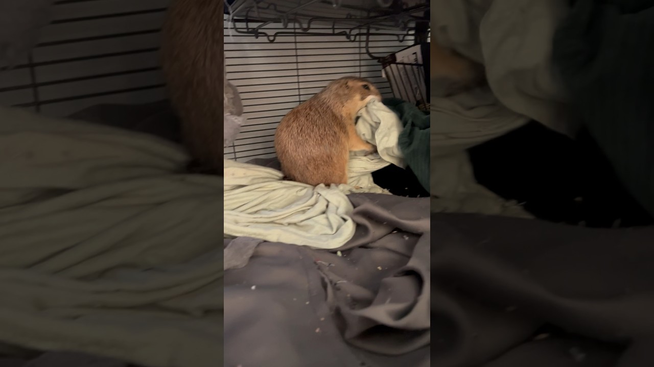 Poppy the Prairie Dog Makes Her Cozy Bed