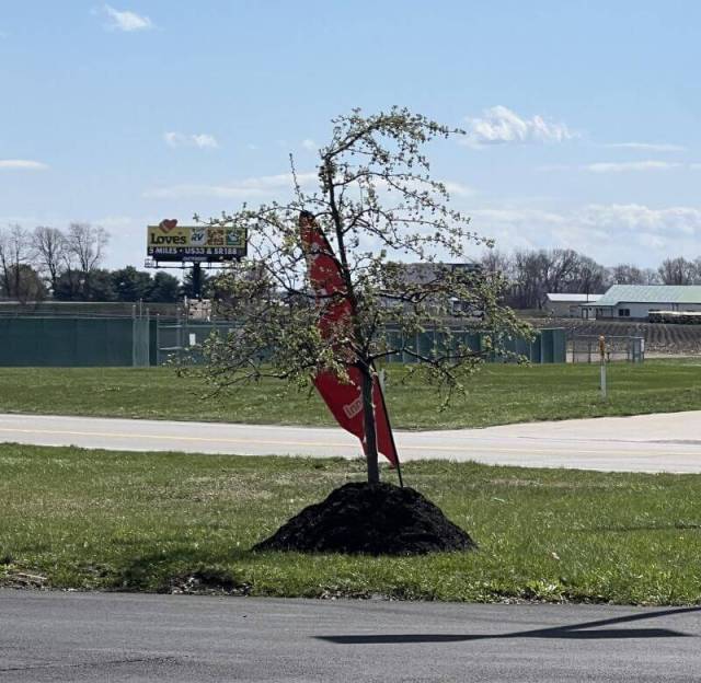 Resident shares baffling photo of enormous landscaping mistake: 'Poor tree'