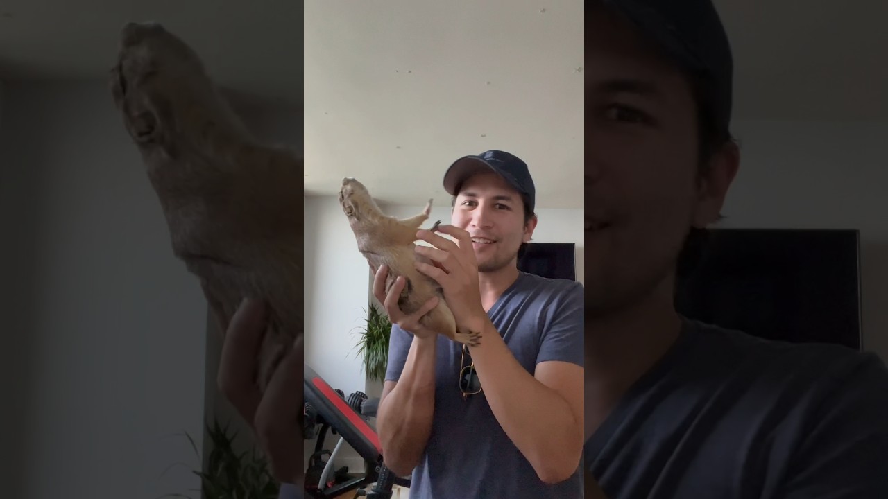 Prairie dog expresses excitement with another cheerful wahoo