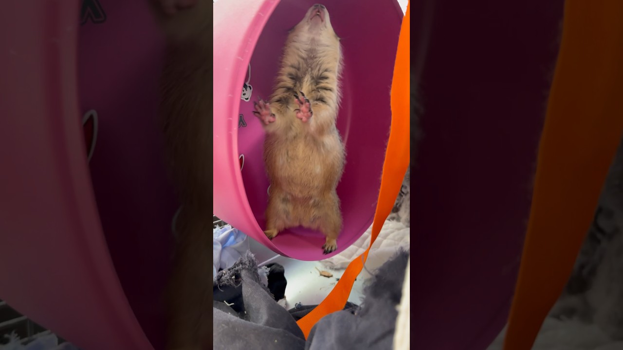 Prairie dog lets out a loud wahoo while running on a wheel