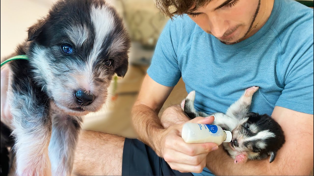 One of my new husky puppies struggles and needs extra care