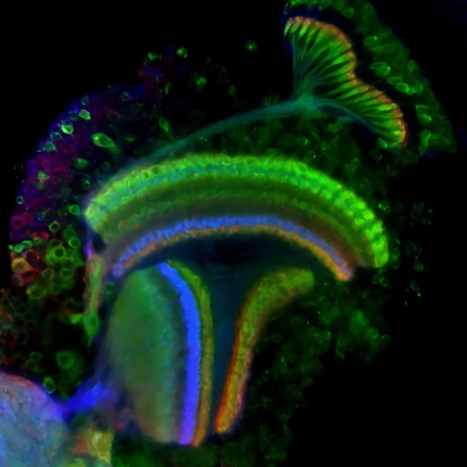 The sticky secrets of the brain: how neurons find their partner 🧠