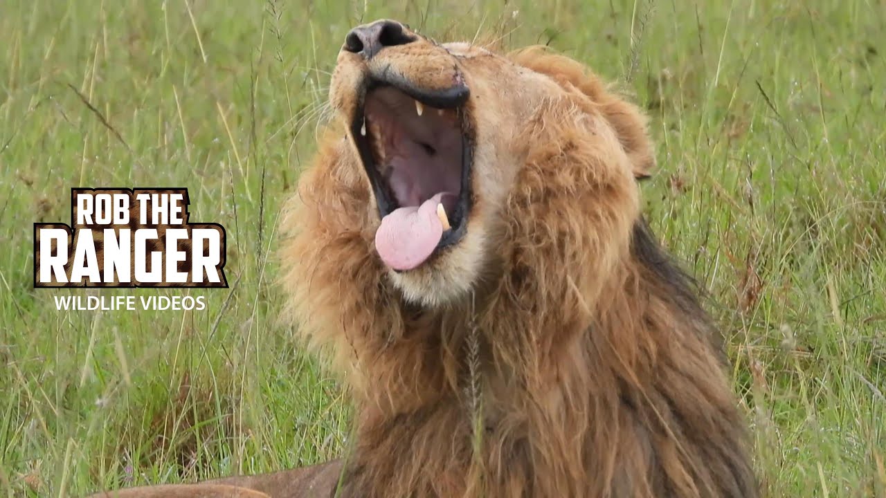 Watch this lion reunite with his family in the Maasai Mara