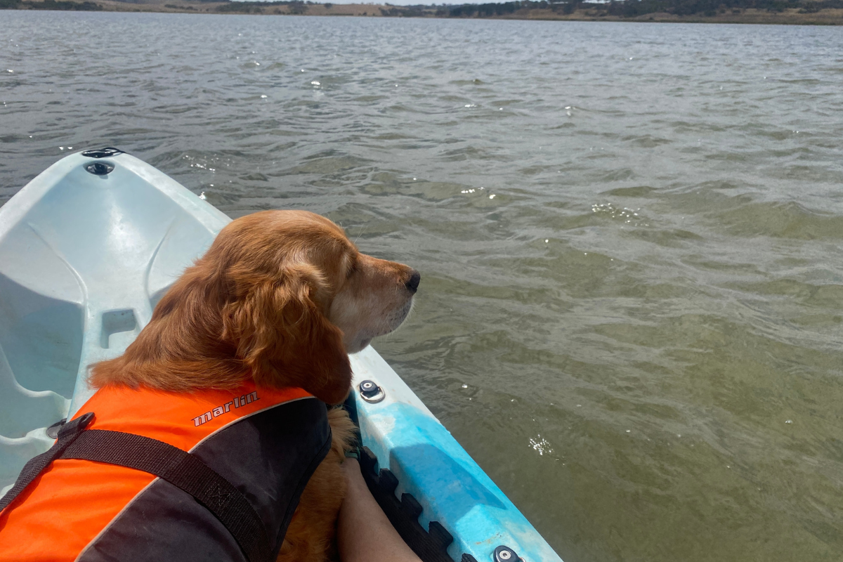 Golden Retriever’s First Official Boat Day Is Full of Smiles and Pure Joy