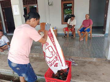 Kepiting Merauke Miliki Daya Tahan dan Dagingnya Gurih