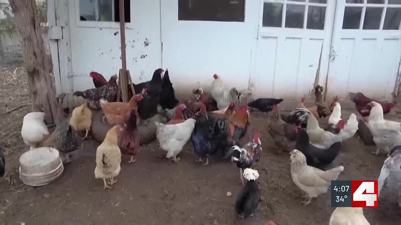 Interest in ‘backyard chickens’ spikes in St. Louis area amid egg ...