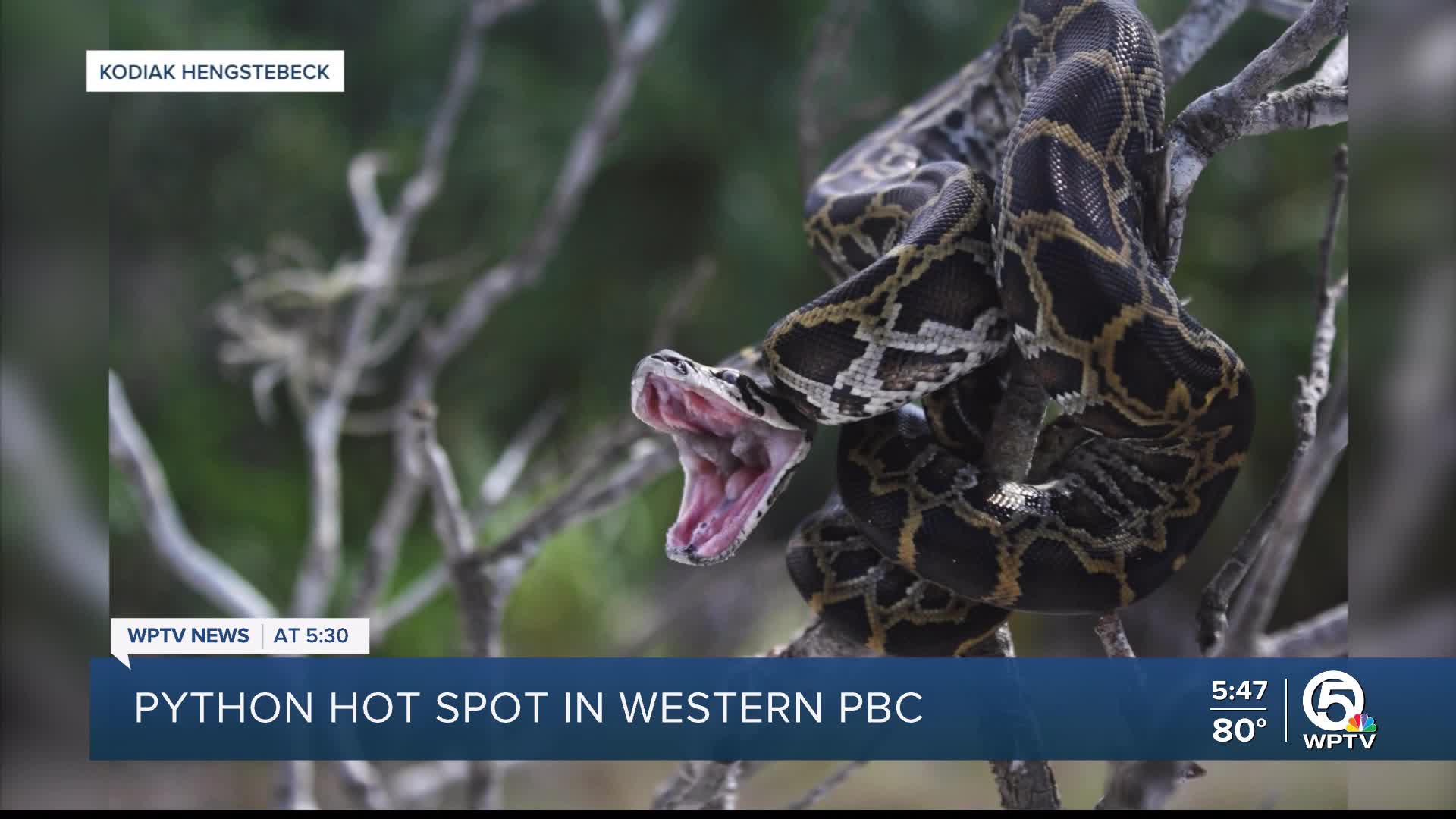 Python hotspot in rural Palm Beach County, study says