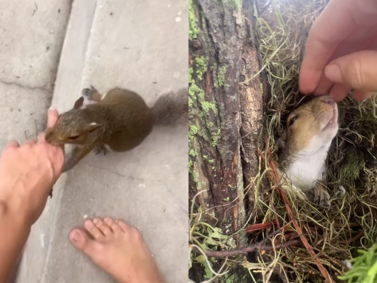 Esquilo segura mão de mulher que a salvou e a guia até um lugar ...