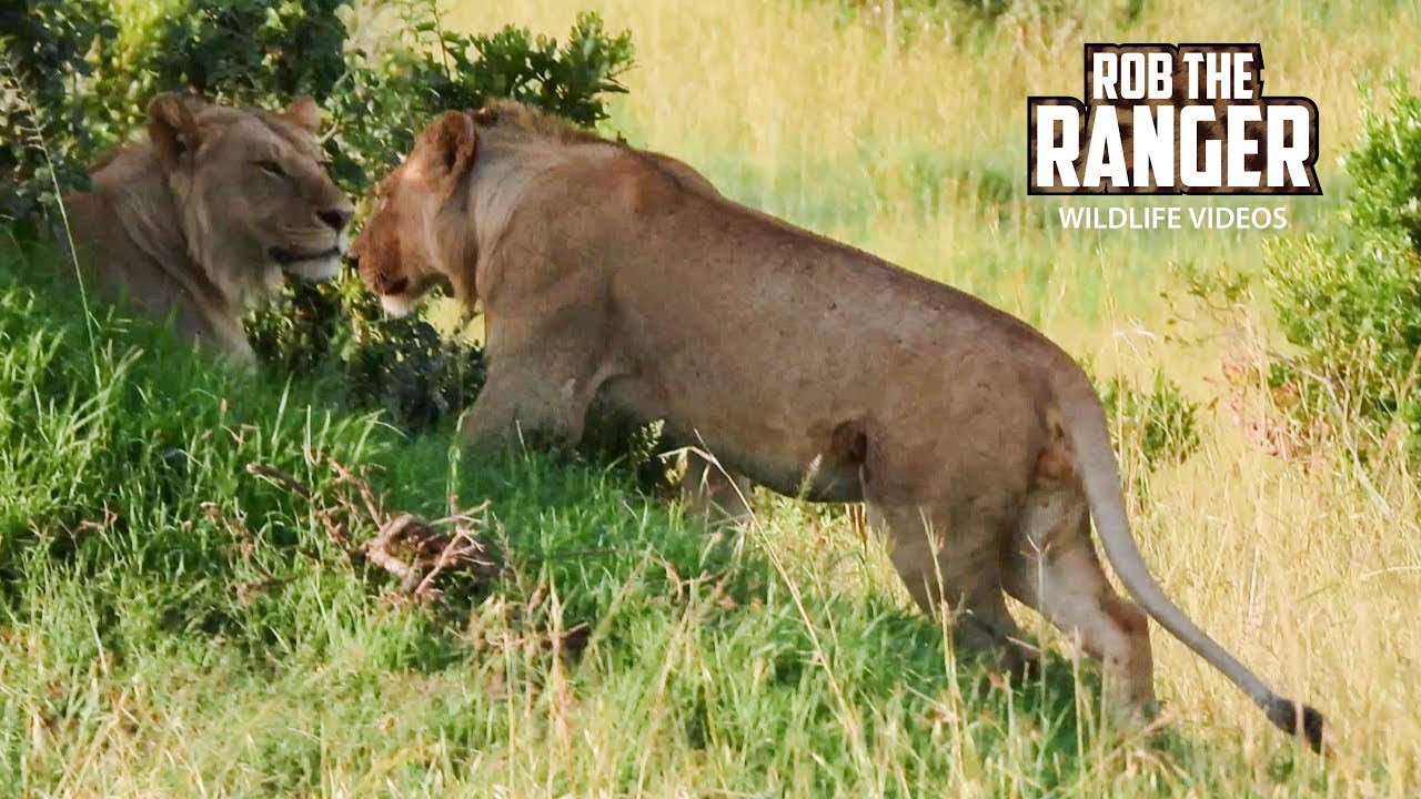 Lions in long grass of the Maasai Mara