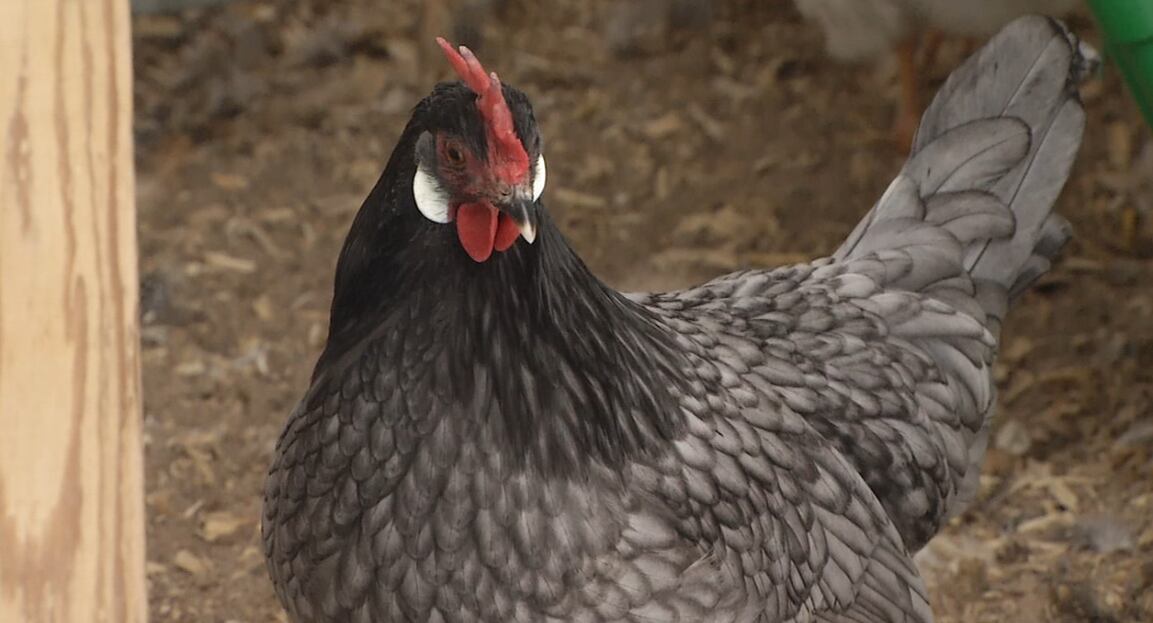 Iowa City residents find current benefits raising chickens in their ...