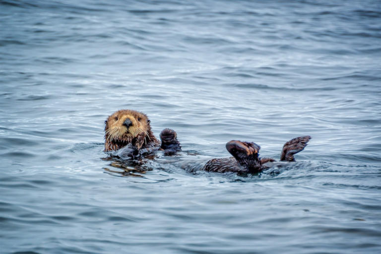 Moment Rescued Sea Otter Pup Reunites With Mom Will Have You in Tears
