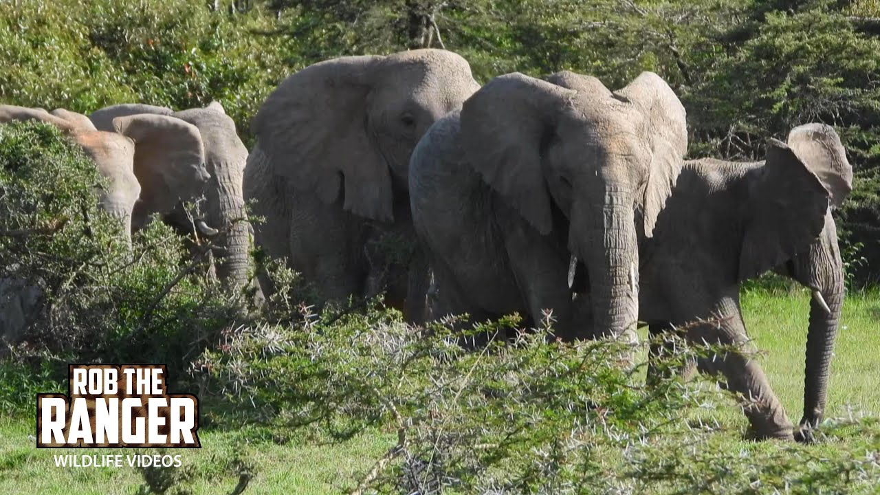 Large groups of elephants on the move