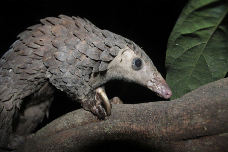 China’s pangolin scale trade declines, study shows, but smuggling persists
