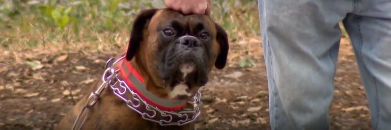 Altamonte Springs man and dog survive coyote attack