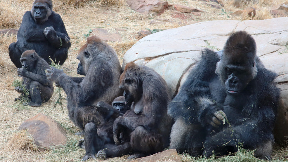 Oklahoma City Zoo's Great EscApe exhibit competes for USA Today's 10 ...