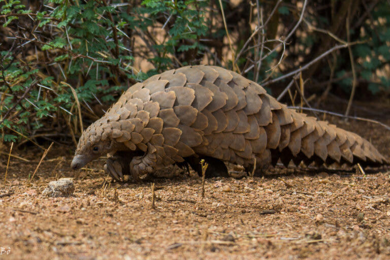 China’s pangolin scale trade declines, study shows, but smuggling persists