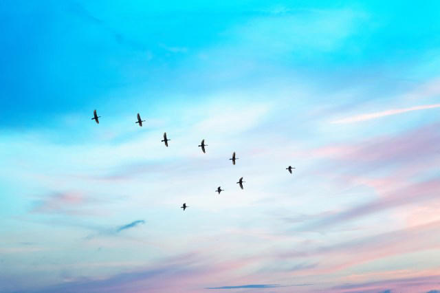 Experts describe it as 'chaos' as animal behavior has begun to change ...