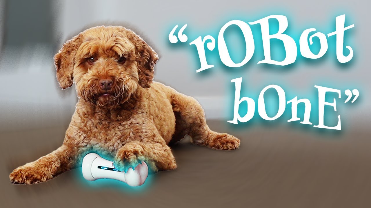 My dog reviews weird dog toys