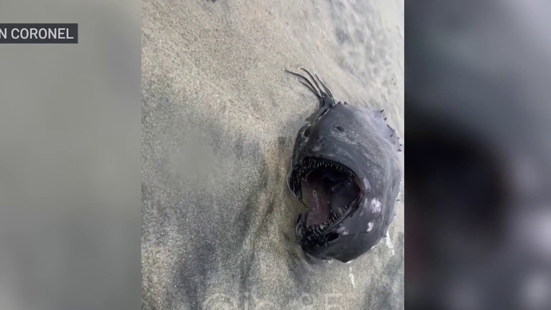Rare deep sea fish found on Carlsbad beach now part of vast Scripps ...