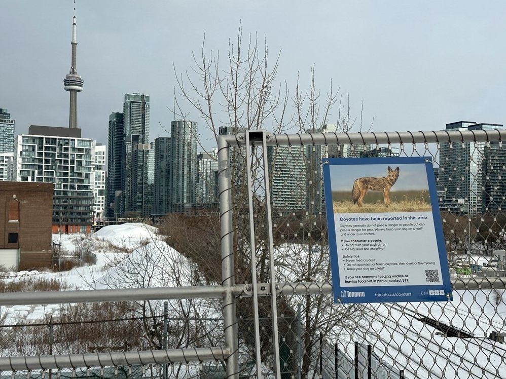 Toronto residents fearful of rampant coyote attacks