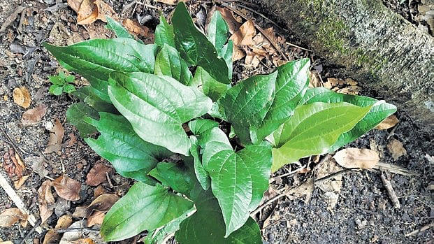 Echan Kani’s death places fight for rights to arogya pacha back in focus