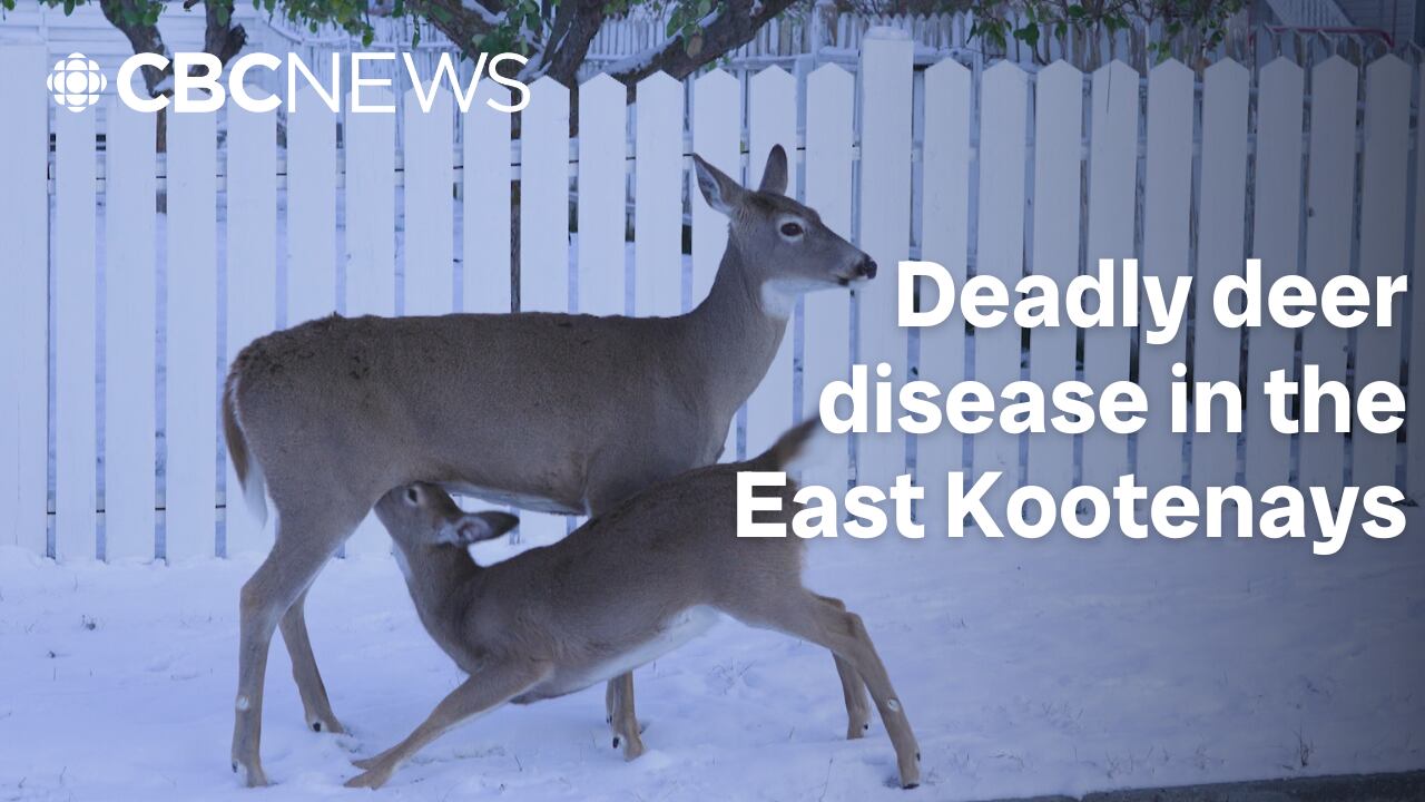 B.C. set to cull hundreds of deer to curb deadly deer disease in the ...