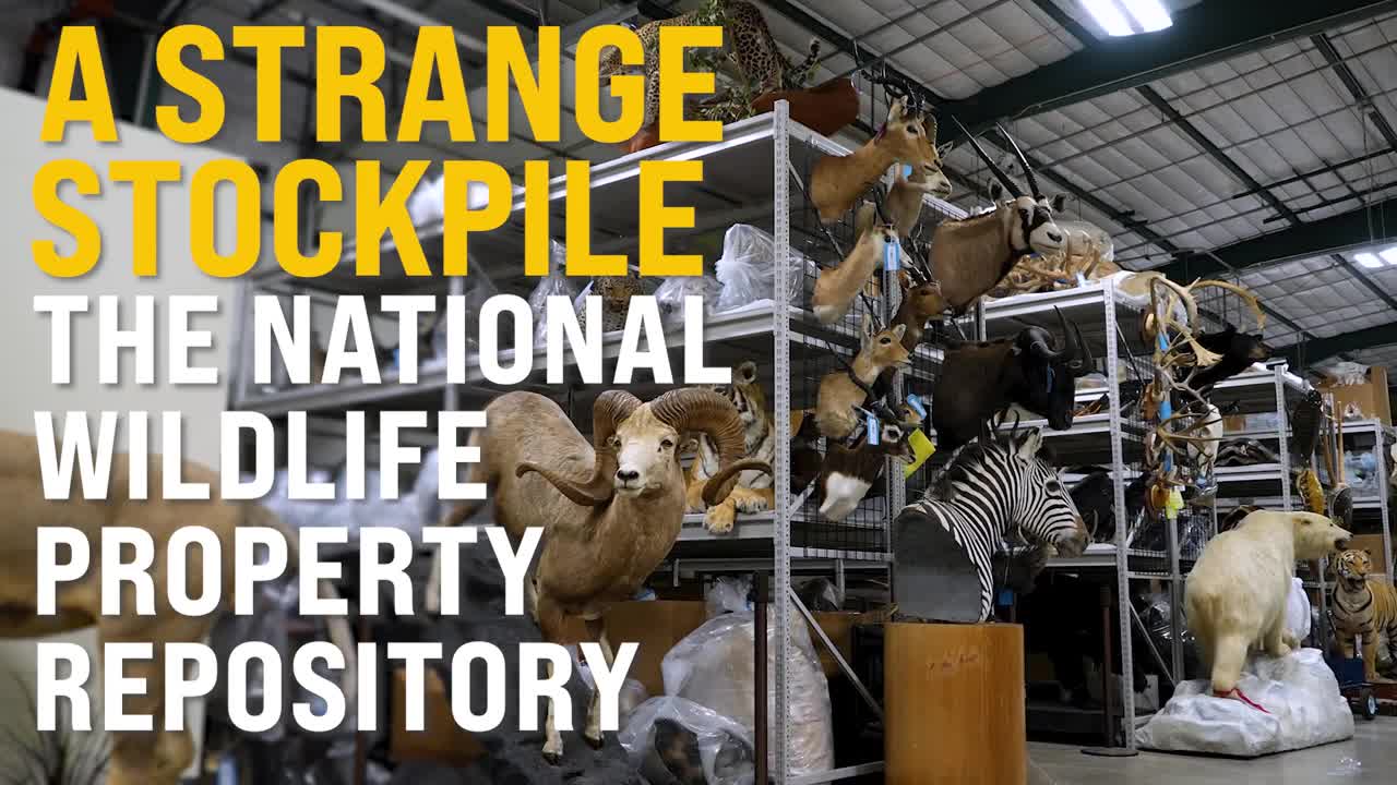 A Strange Stockpile: The National Wildlife Property Repository