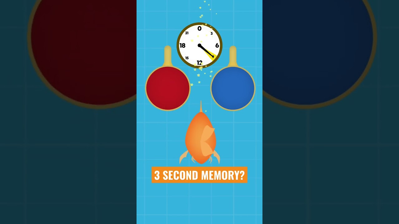 Shocking truth about goldfish memory myths debunked