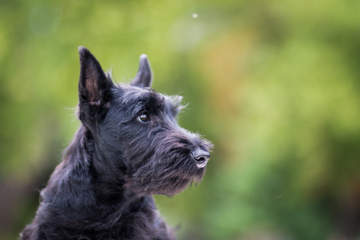 Scottish Terrier Takes Toddler Brother on Tractor Ride and Totally Nails It