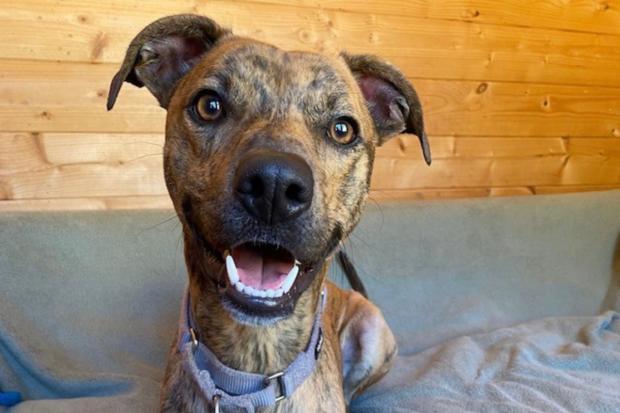 "Young, active, and happy go-lucky" lurcher Buster seeks new home