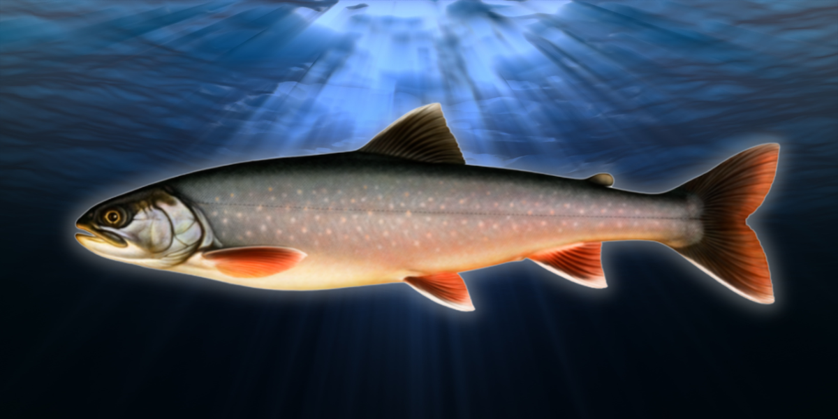 Folkkär fisk tillbaka med kraft efter fiskeförbud