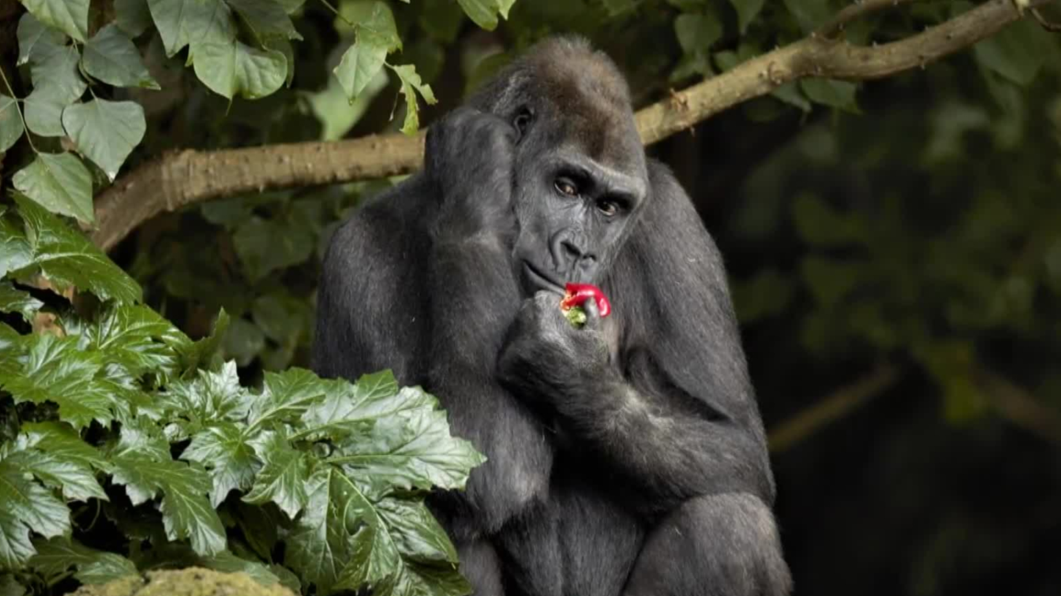 Melbourne Zoo investigating the unexpected death of gorilla Kimya