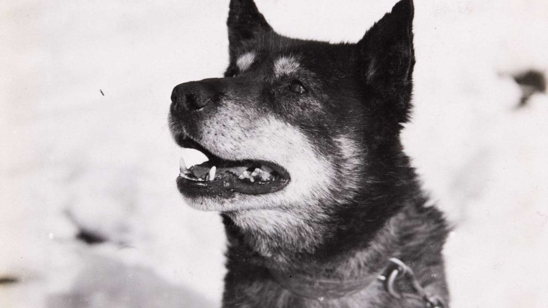 Reconstruyen la historia de los perros de trineo de Groenlandia a ...