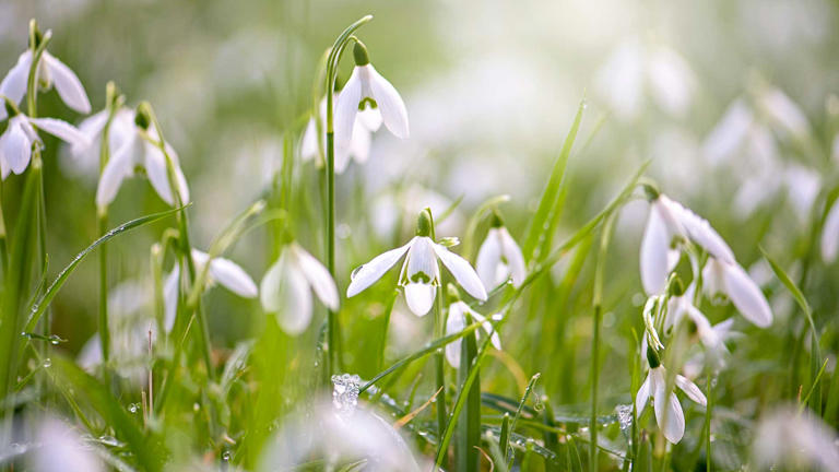 How to grow snowdrops in February: gardening experts share advice for ...